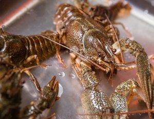 Grade A Crawfish | Wholesale Crawfish